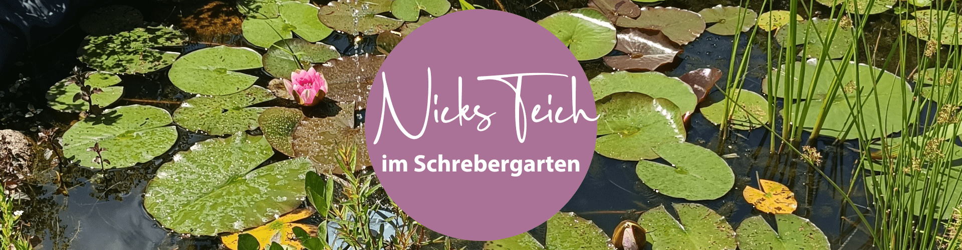 Nick baut einen Teich - Karriere bei Dehner